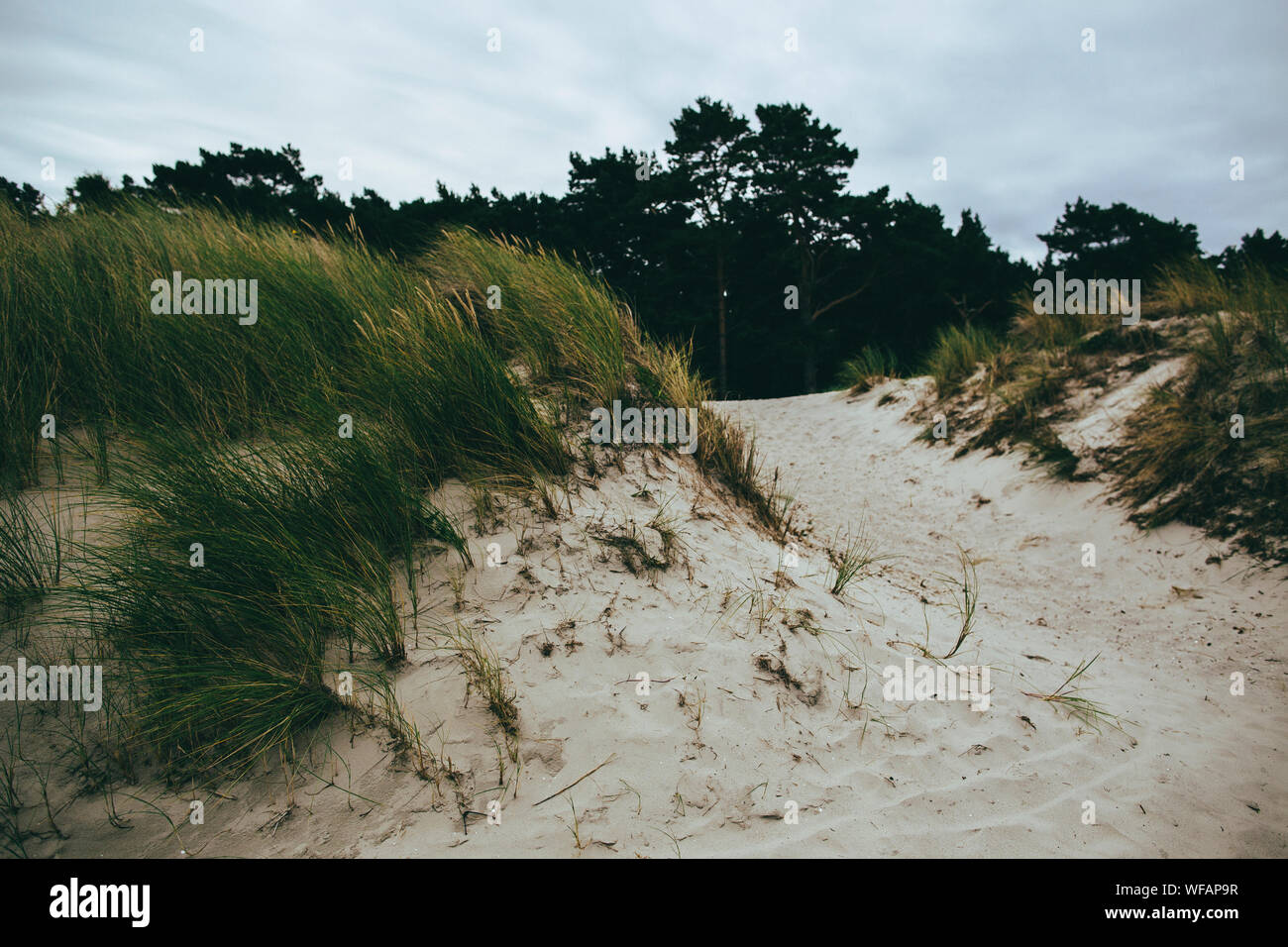 Grassy Beach High Resolution Stock Photography and Images - Alamy
