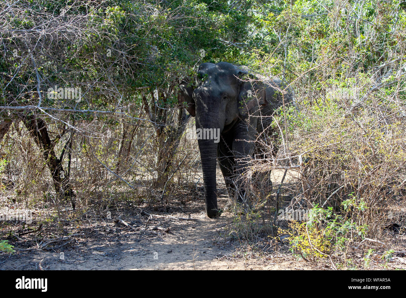 Scrub jungle hi-res stock photography and images - Alamy