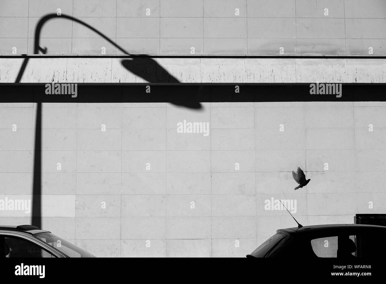 Bird flying wall bird hi-res stock photography and images - Alamy