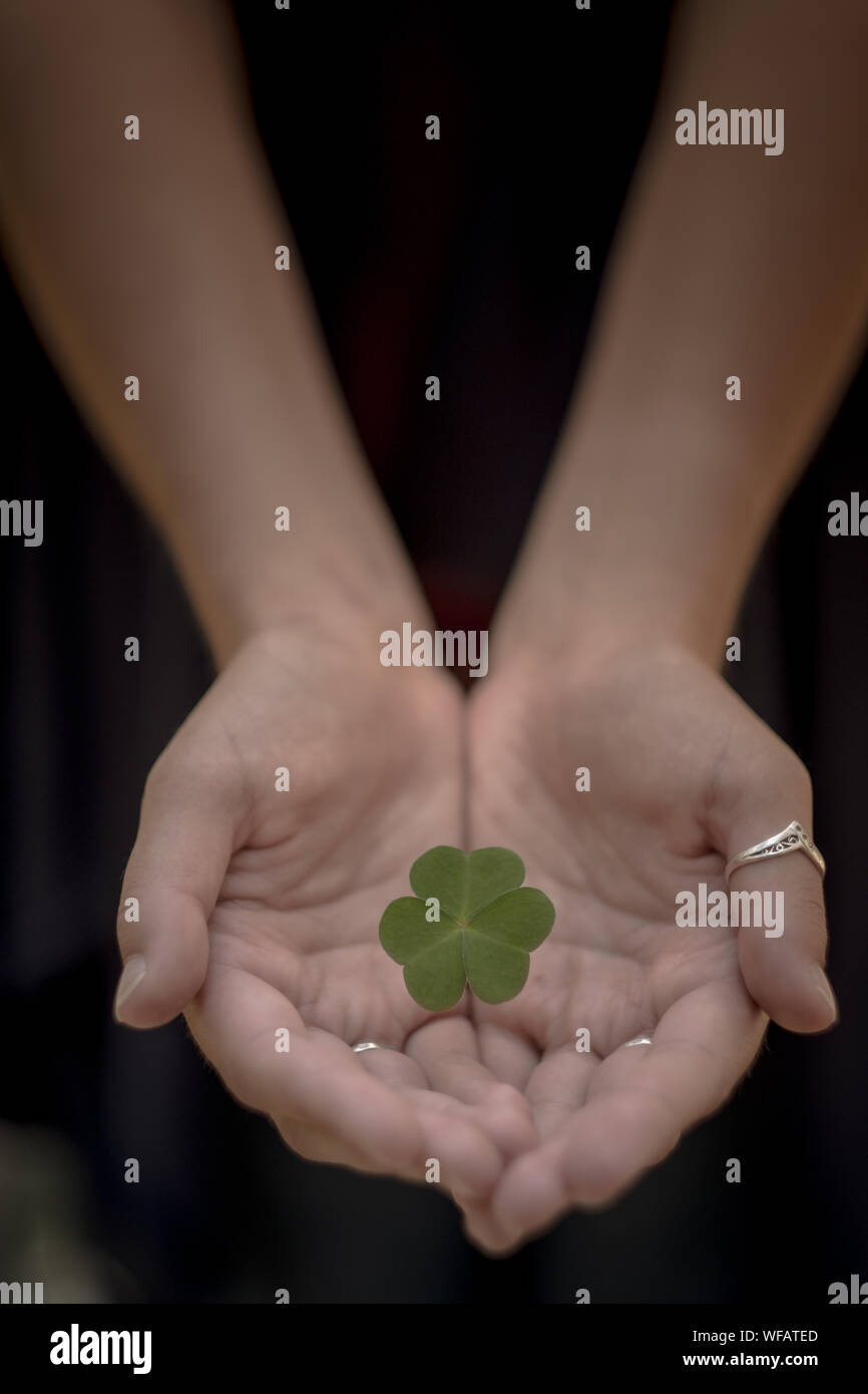 Clover in female hand in sunny spring day. Blur nature background. Rim ...