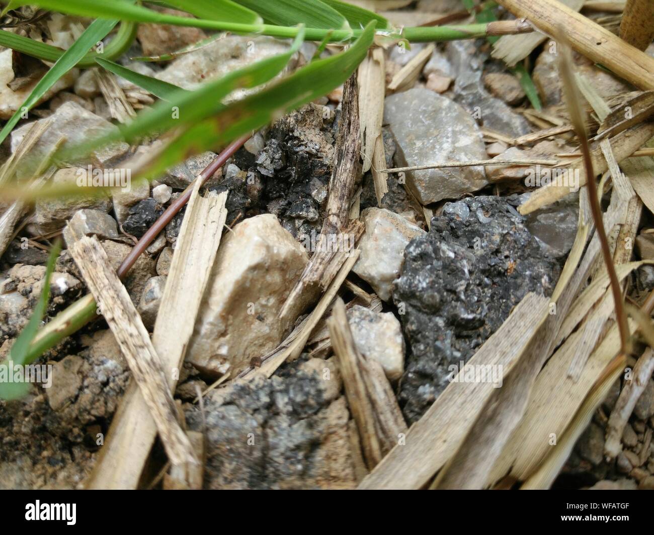 Twigs on ground hi-res stock photography and images - Alamy