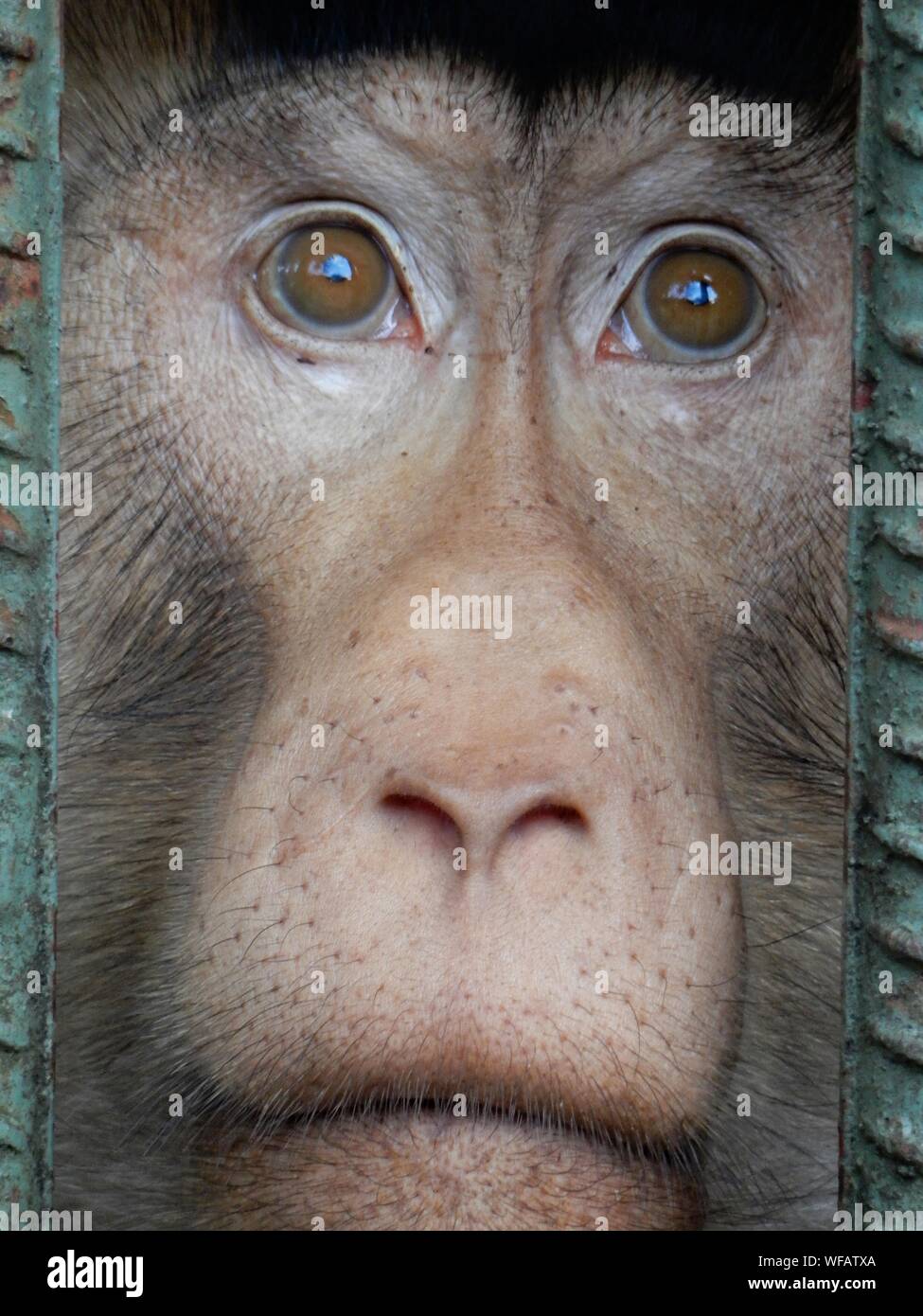 Monkey trapped in cage hi-res stock photography and images - Alamy