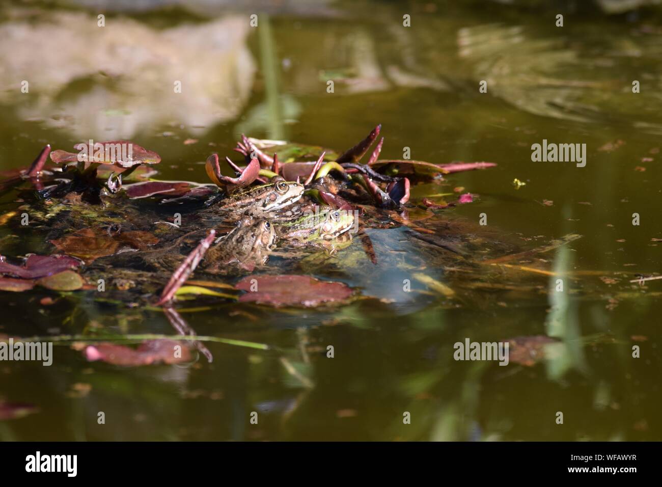 Showy frog species hi-res stock photography and images - Alamy