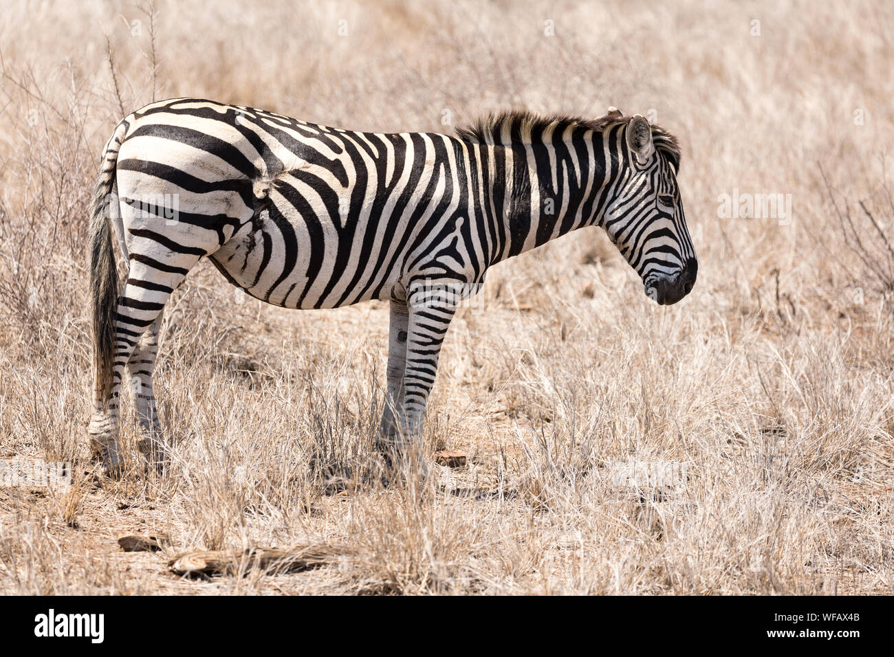 Scar scarred wound healed hi-res stock photography and images - Alamy