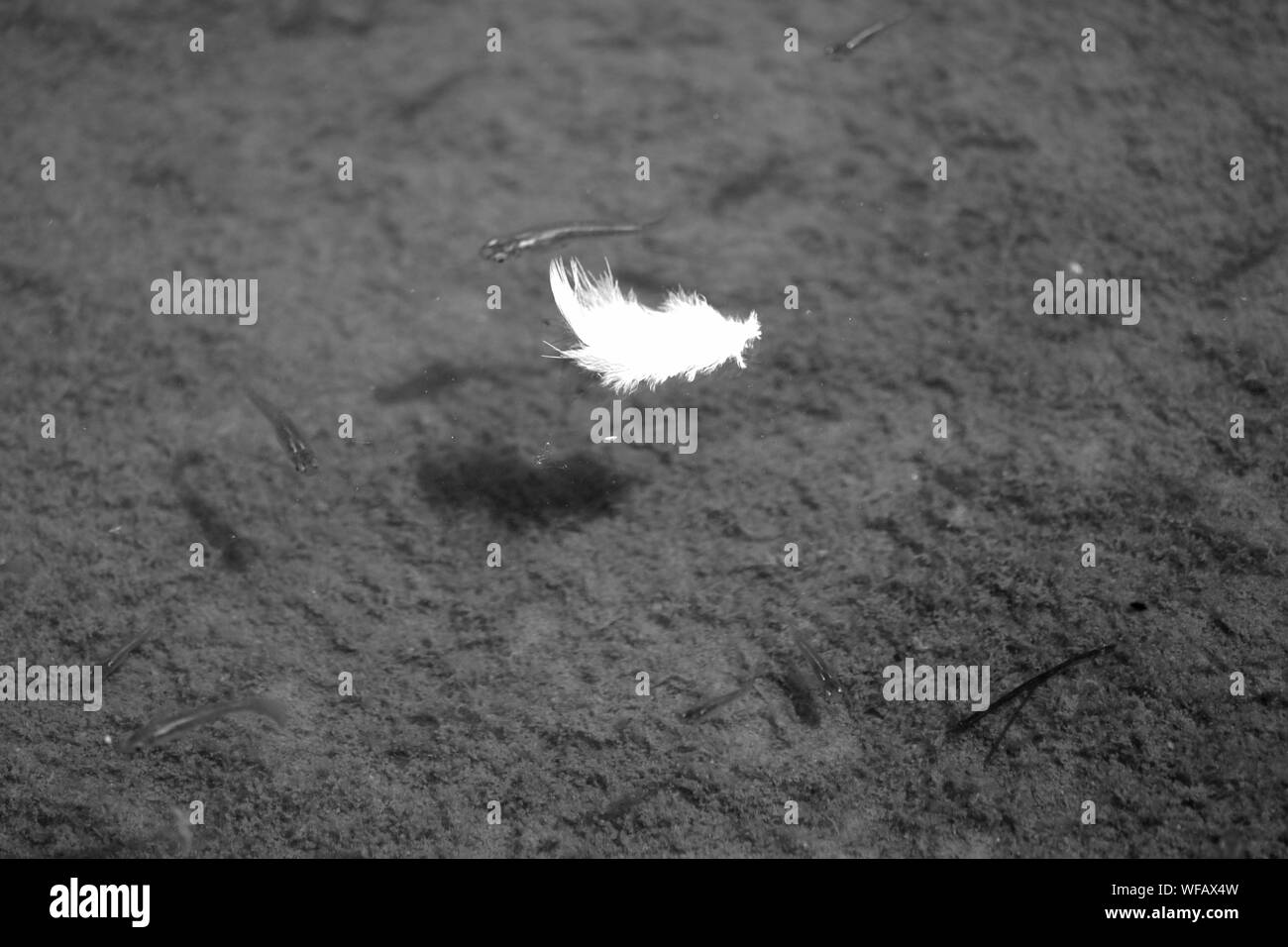 Feather fish hi-res stock photography and images - Alamy