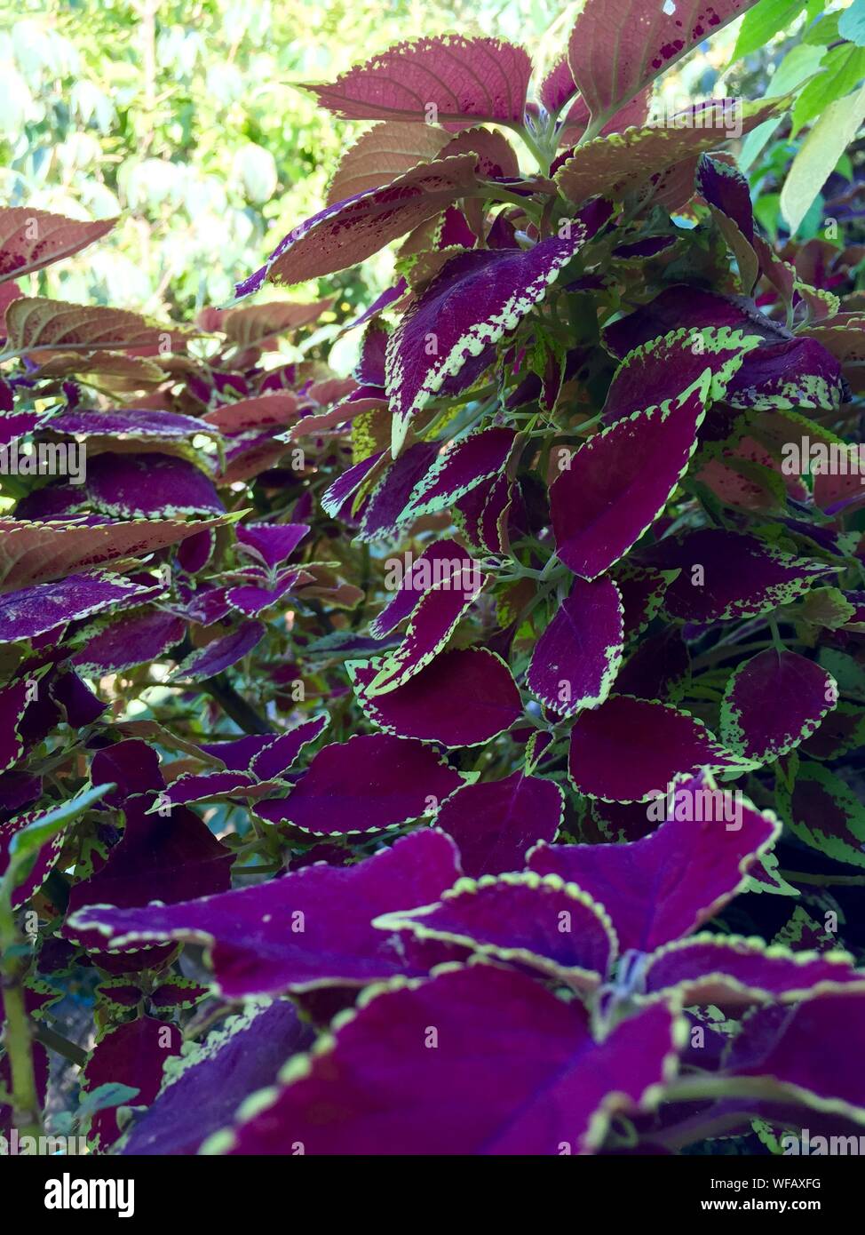 Coleus plants outdoors hi-res stock photography and images - Alamy
