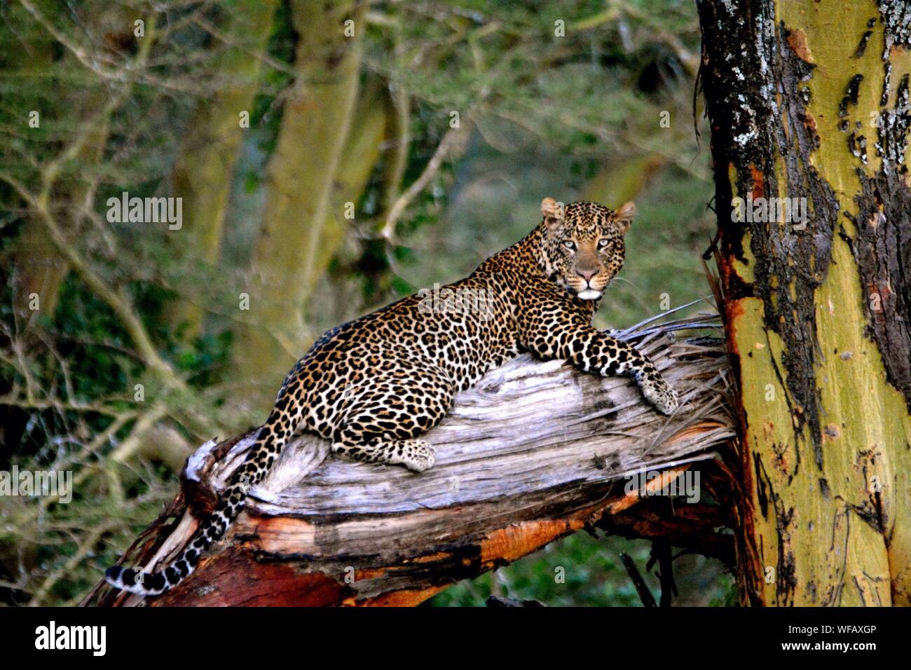 Leopard on tree hi-res stock photography and images - Alamy