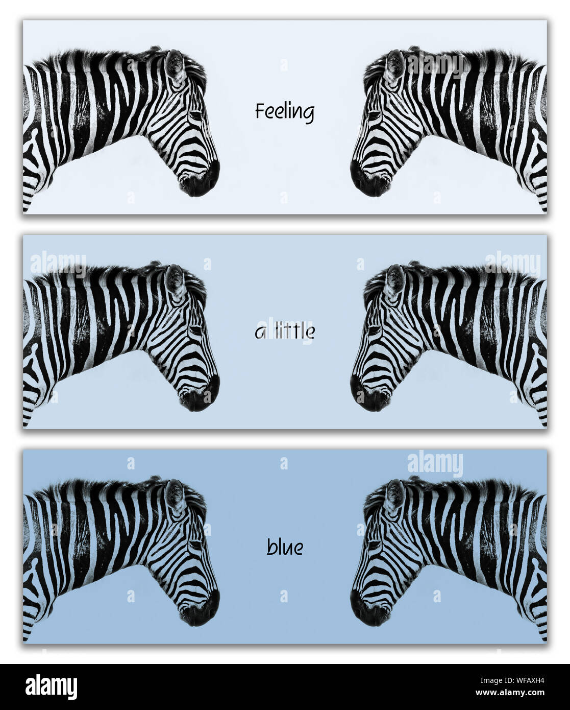 Zebra triptych. Three horizontal banners showing the reflected head of ...