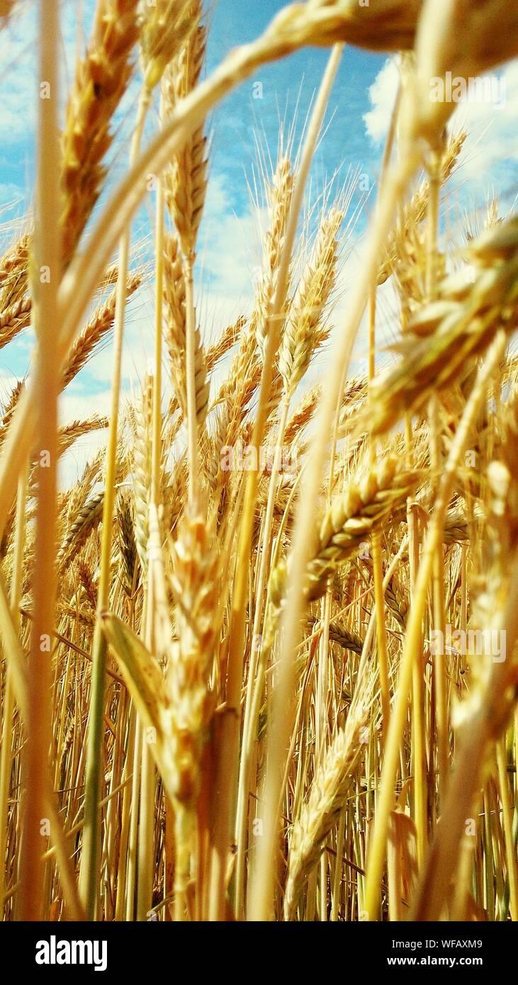 Field summer crops hi-res stock photography and images - Alamy