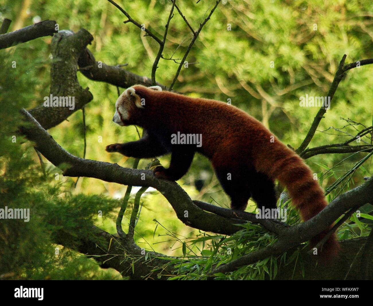 Side view red panda hi-res stock photography and images - Alamy