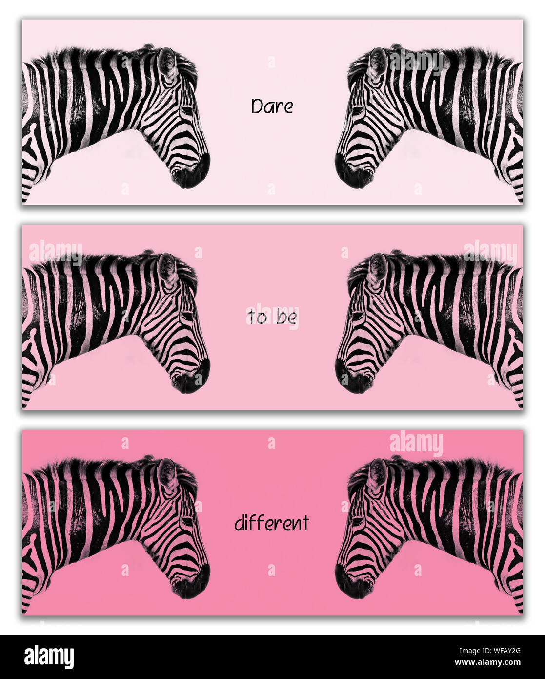 Zebra triptych. Three horizontal banners showing the reflected head of ...