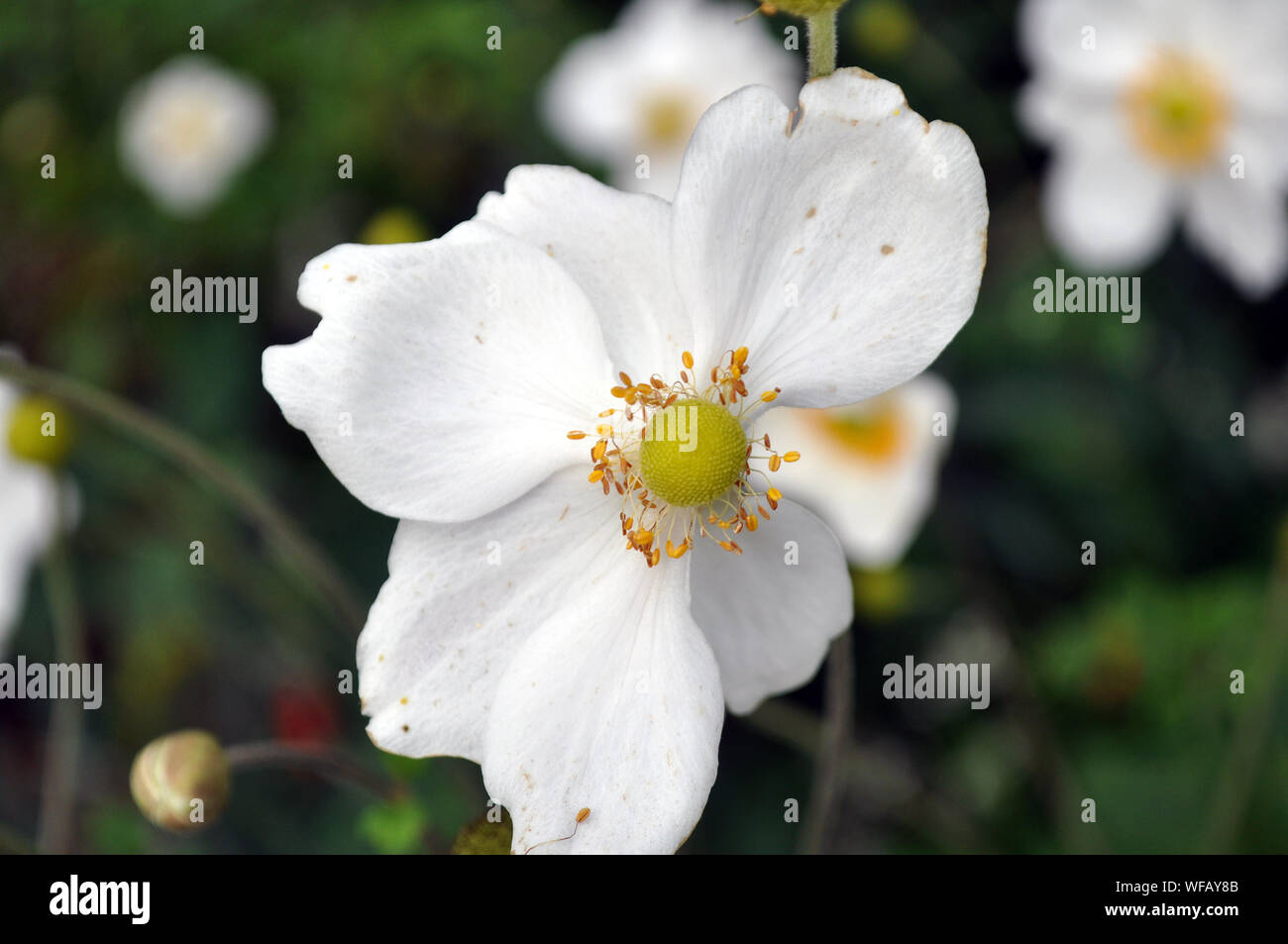White poppy hi-res stock photography and images - Alamy