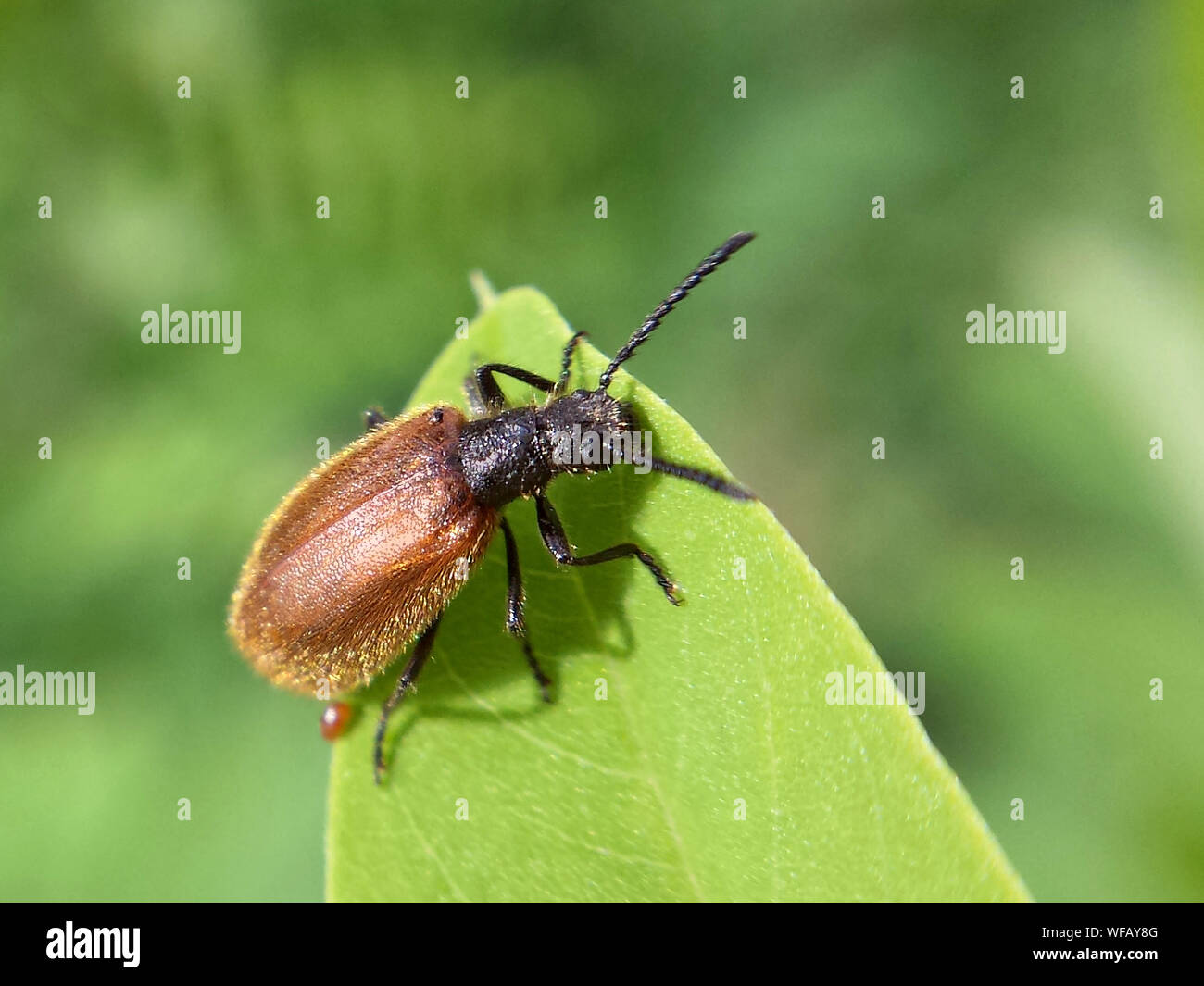 Bug on green leaf hi-res stock photography and images - Alamy