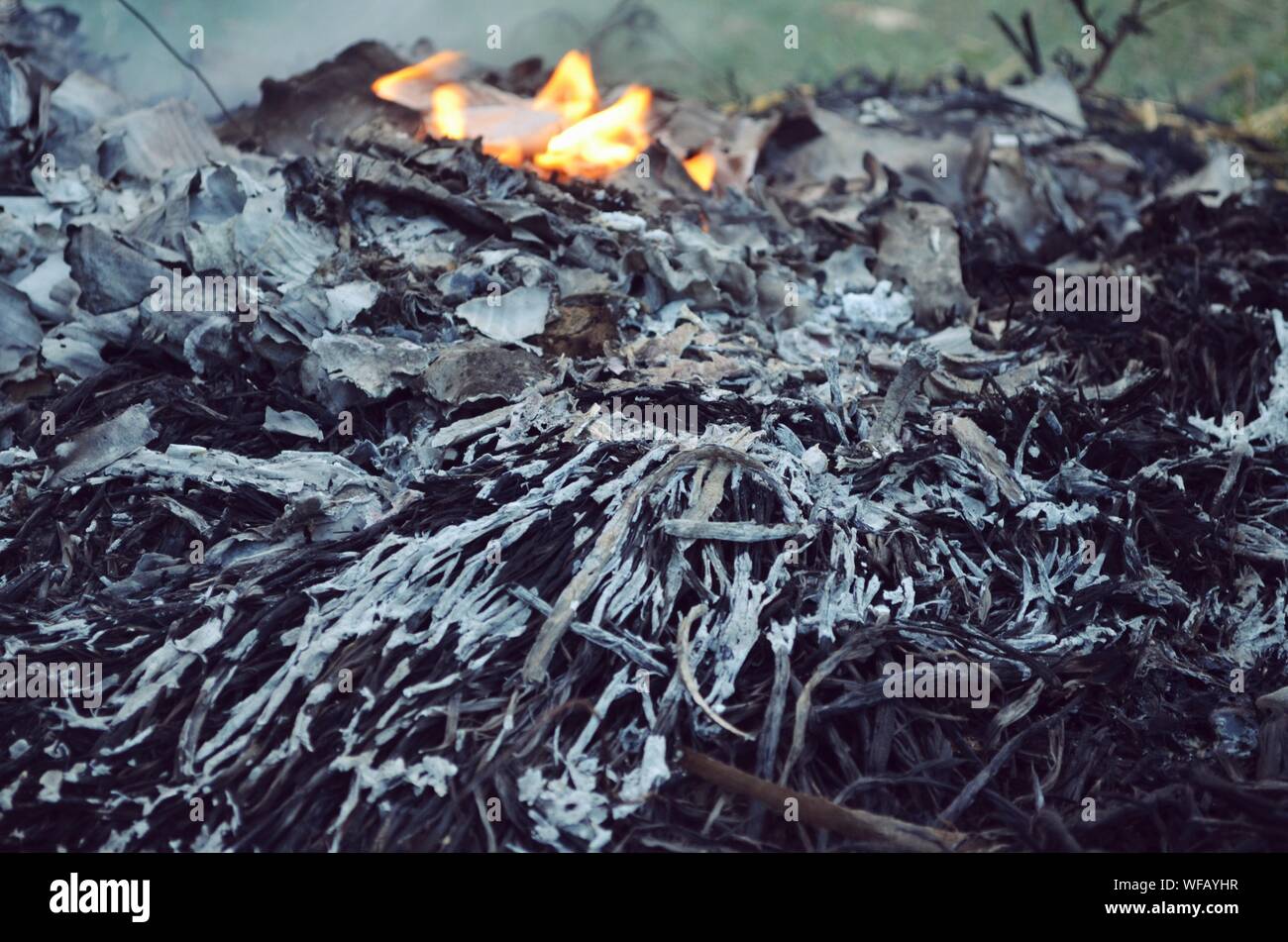 Burnt Leaves High Resolution Stock Photography and Images - Alamy