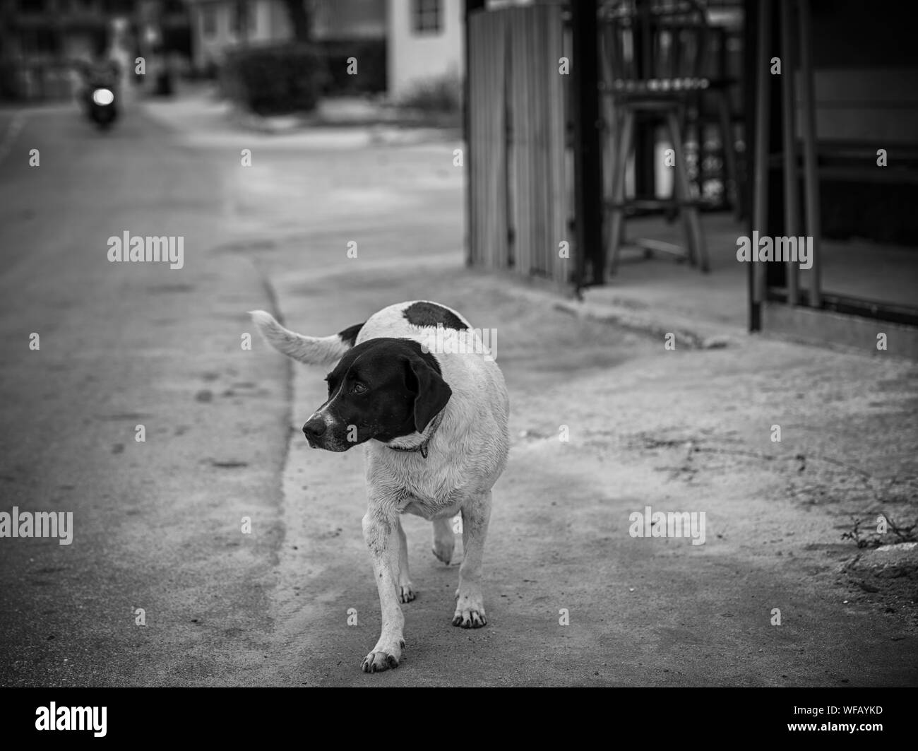 Stray dog Black and White Stock Photos & Images - Alamy