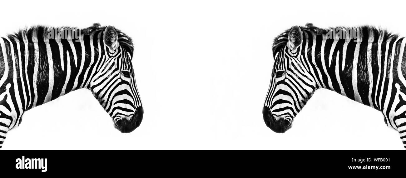 Zebra head profile Black and White Stock Photos & Images - Alamy