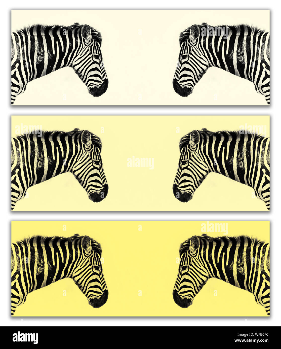 Zebra triptych. Three horizontal banners showing the reflected head of ...