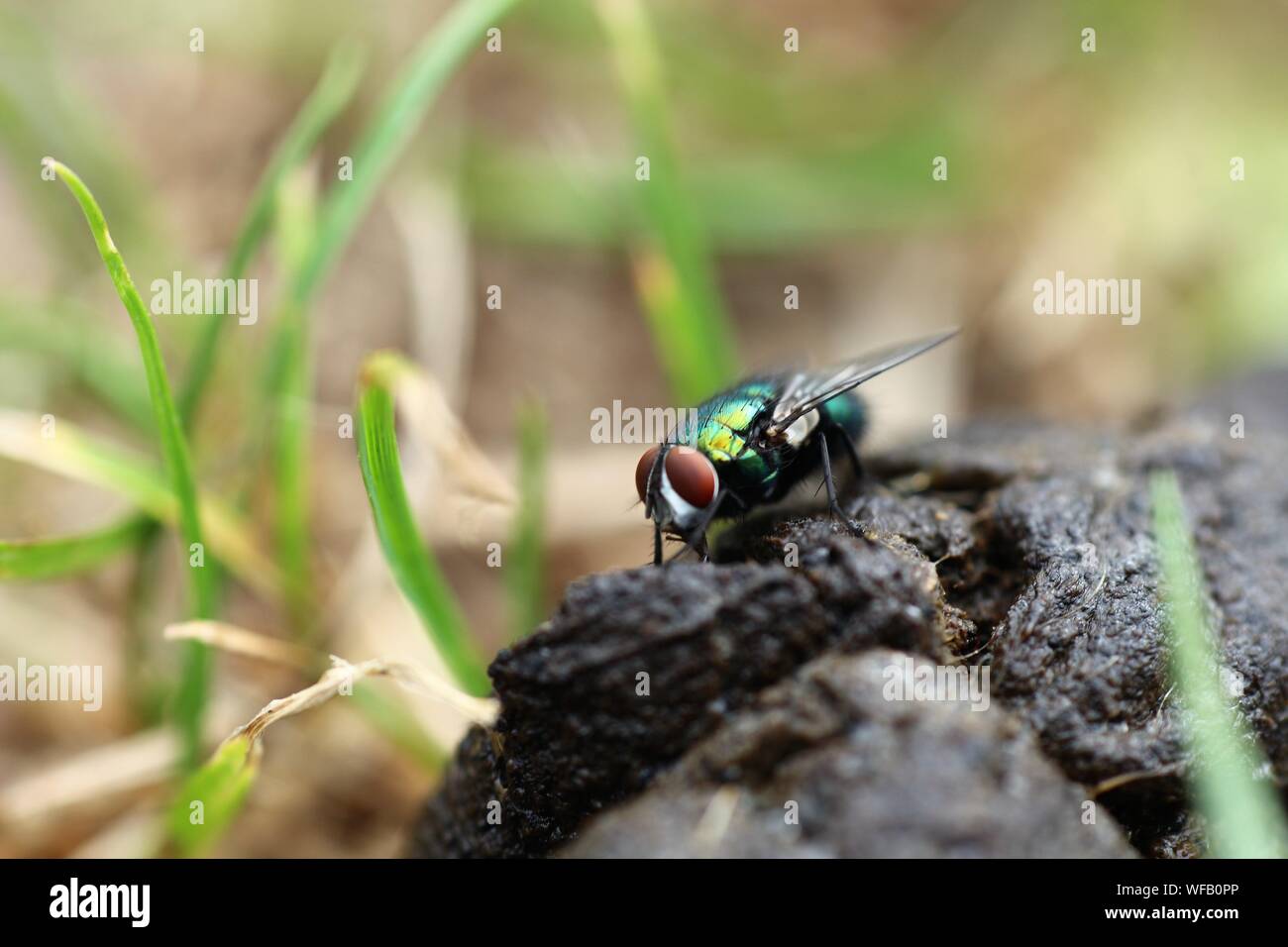 Green fly hi-res stock photography and images - Alamy