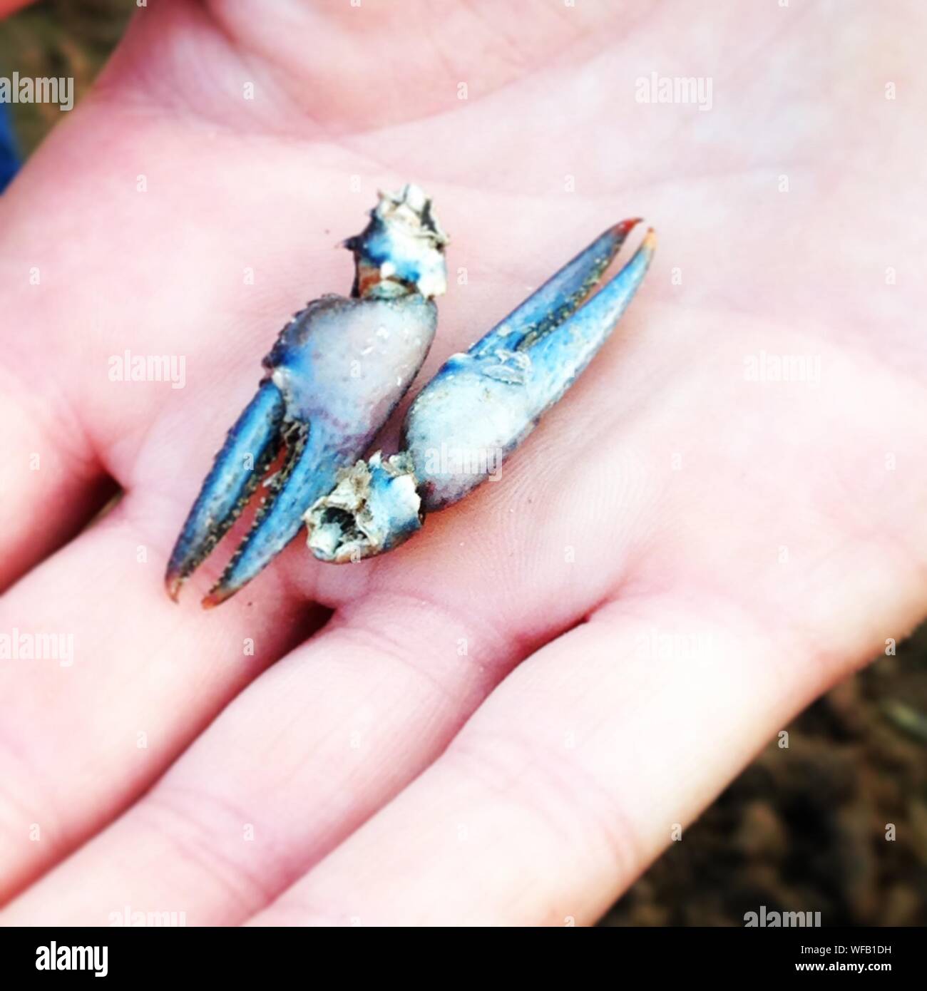 Insect claws hi-res stock photography and images - Alamy