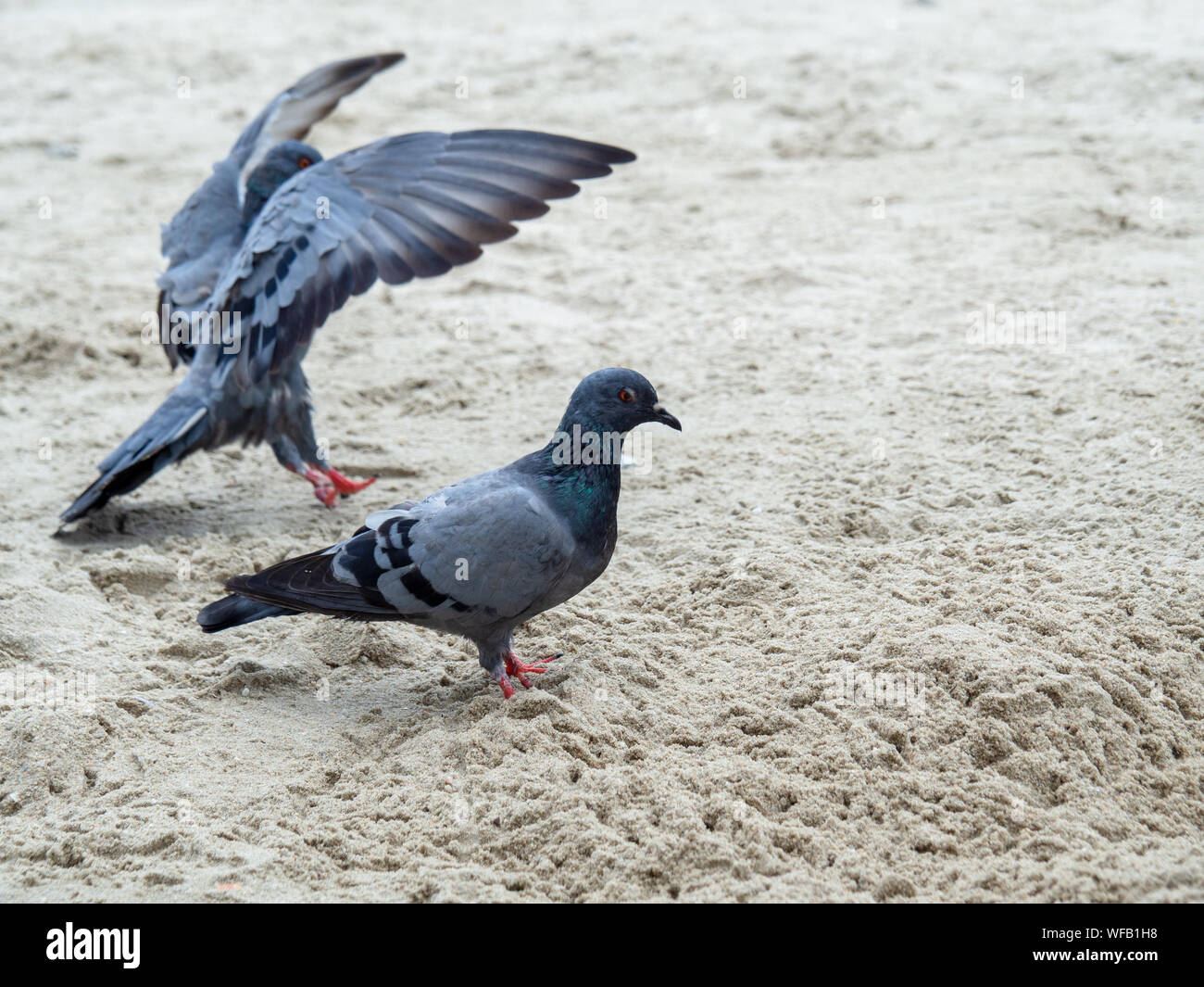 Doves on the beach hi-res stock photography and images - Alamy