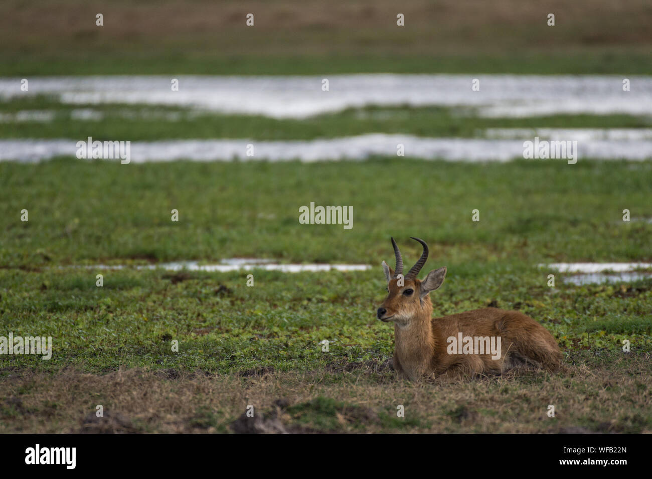 Bohor Reedbuck,, Redunca redunca, Bovidae, Amboseli National Park ...