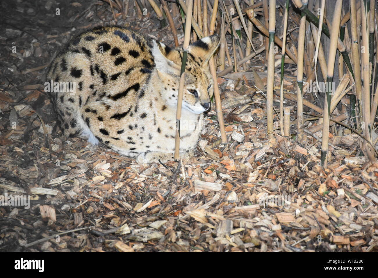 Lynx lying down hi-res stock photography and images - Alamy