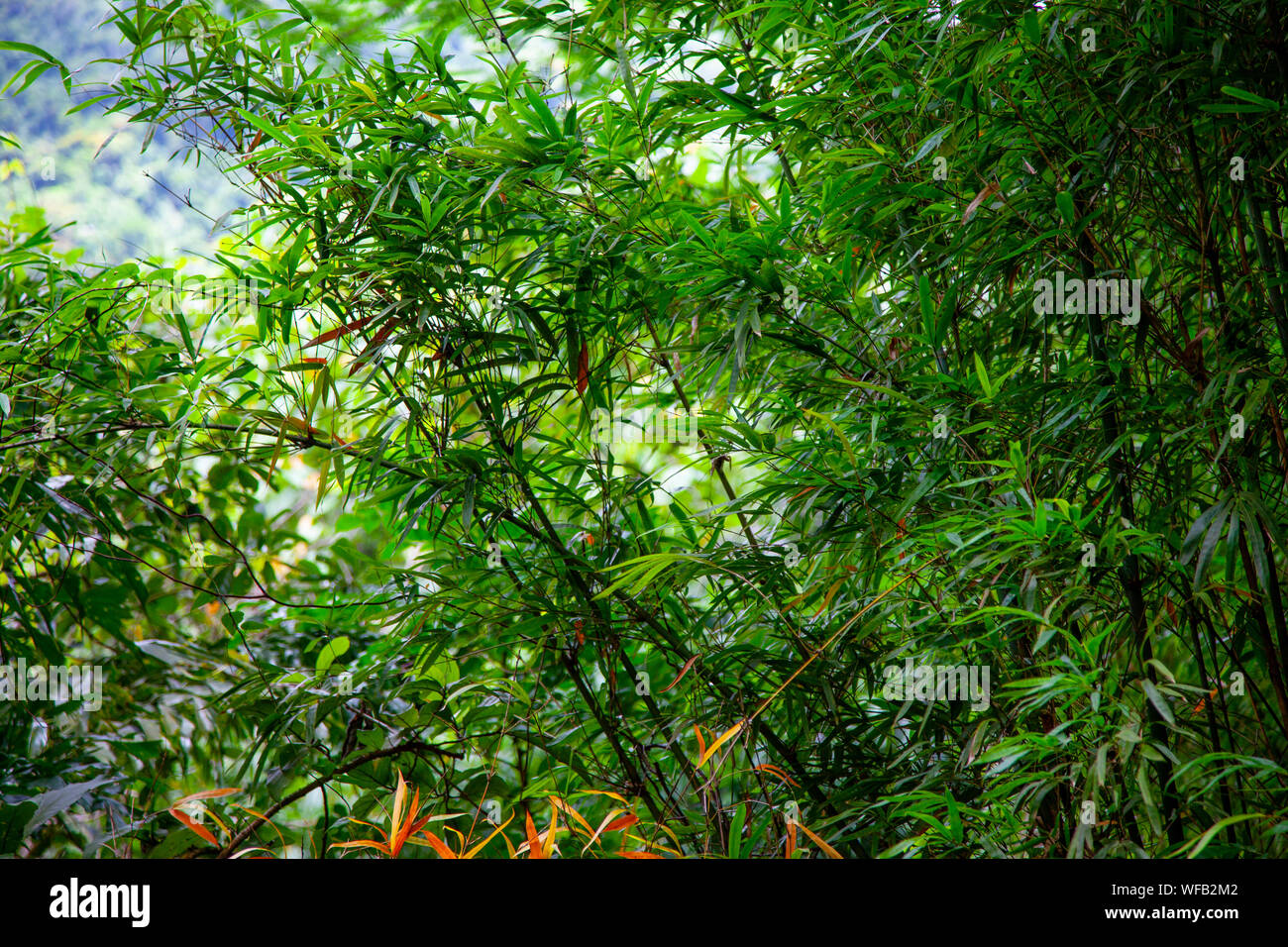 Bamboo spring green tropical trees and leaves Stock Photo - Alamy
