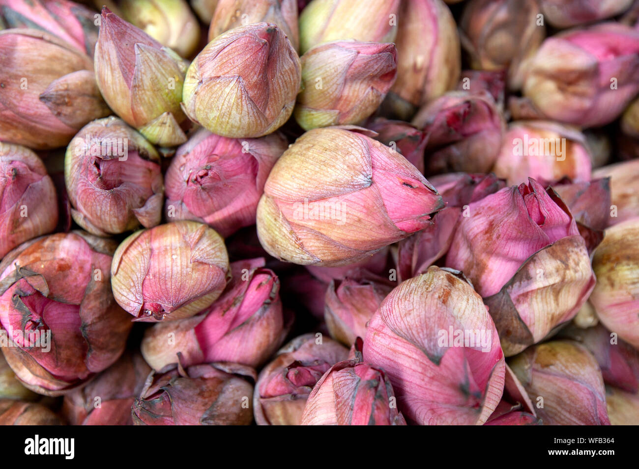 Pink lotus flower buds. Scientific name Nelumbo nucifera Stock Photo ...