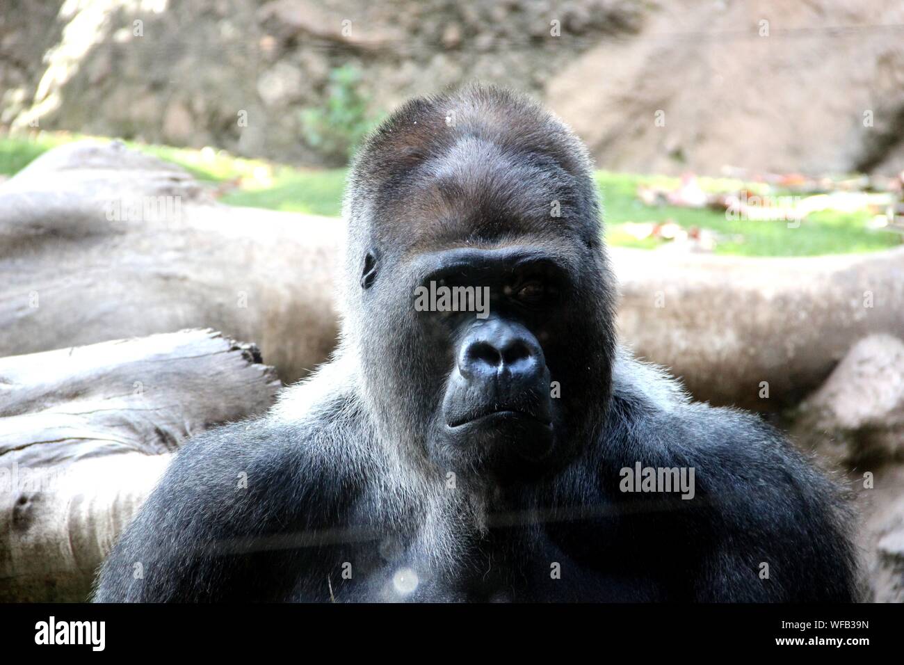 Gorilla Zoo High Resolution Stock Photography and Images - Alamy