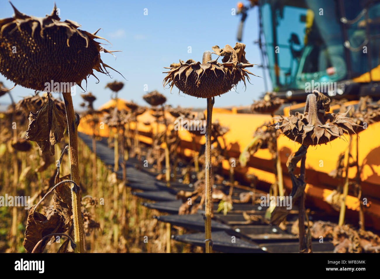 Sunflower harvesting combine hi-res stock photography and images - Alamy