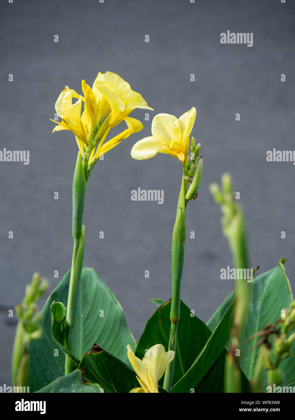 Indian shot or African arrowroot, Sierra Leone arrowroot,canna ...