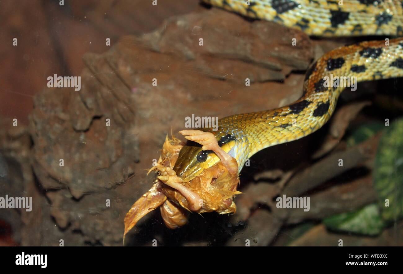 Snake Eating High Resolution Stock Photography and Images - Alamy