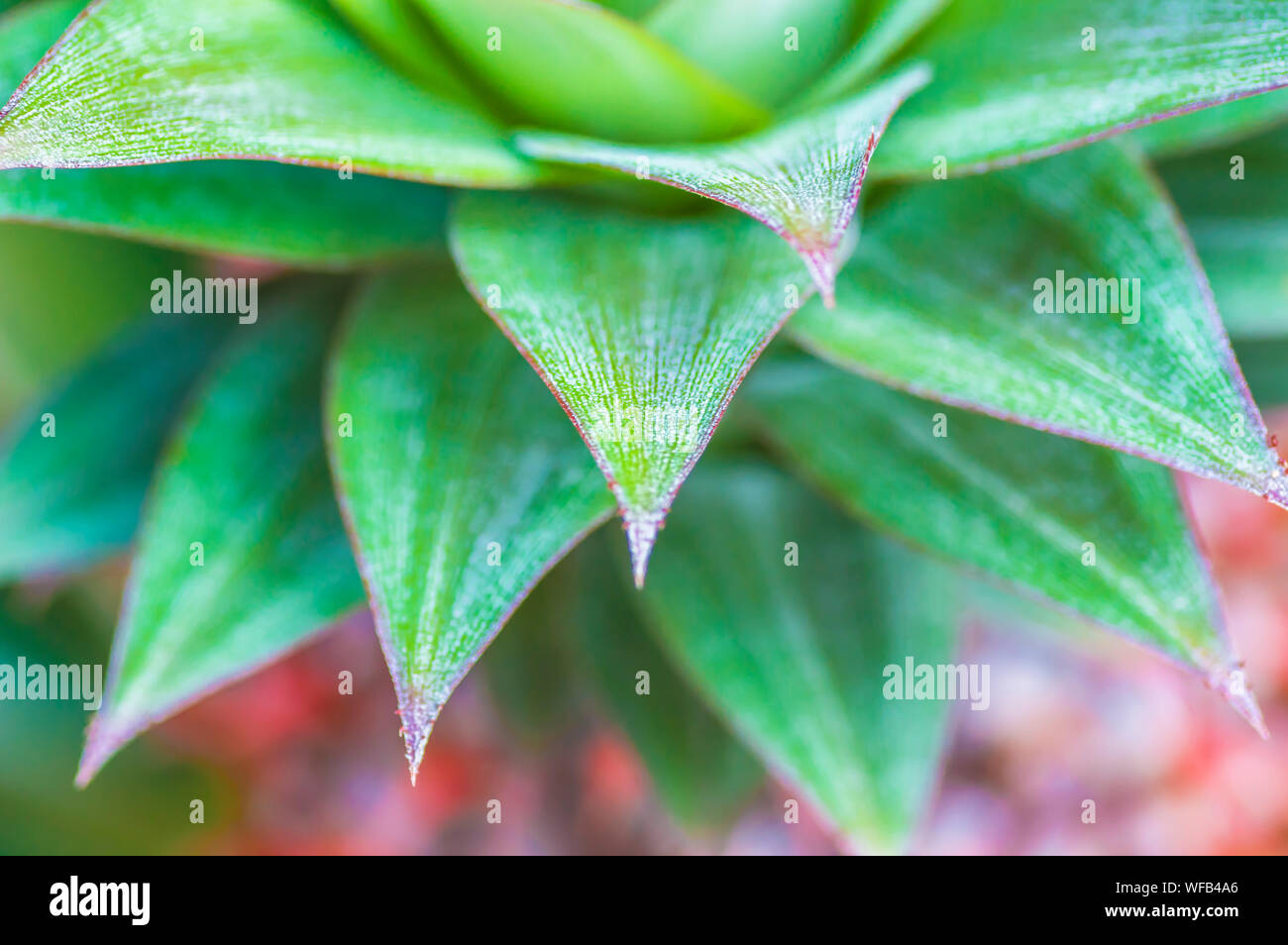 Pineapple leaves hi-res stock photography and images - Alamy