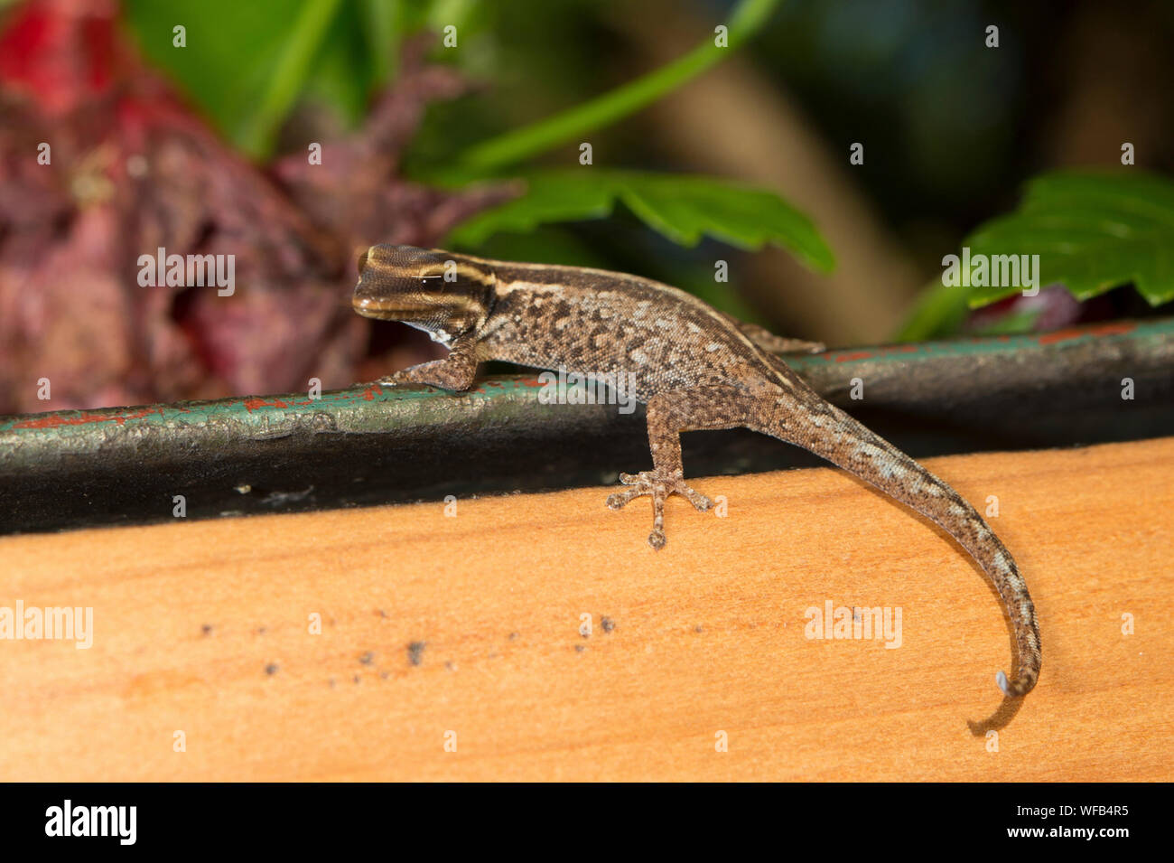 Scheffler's Dwarf Gecko, Lygodactylus scheffleri, Gekkonidae, West ...