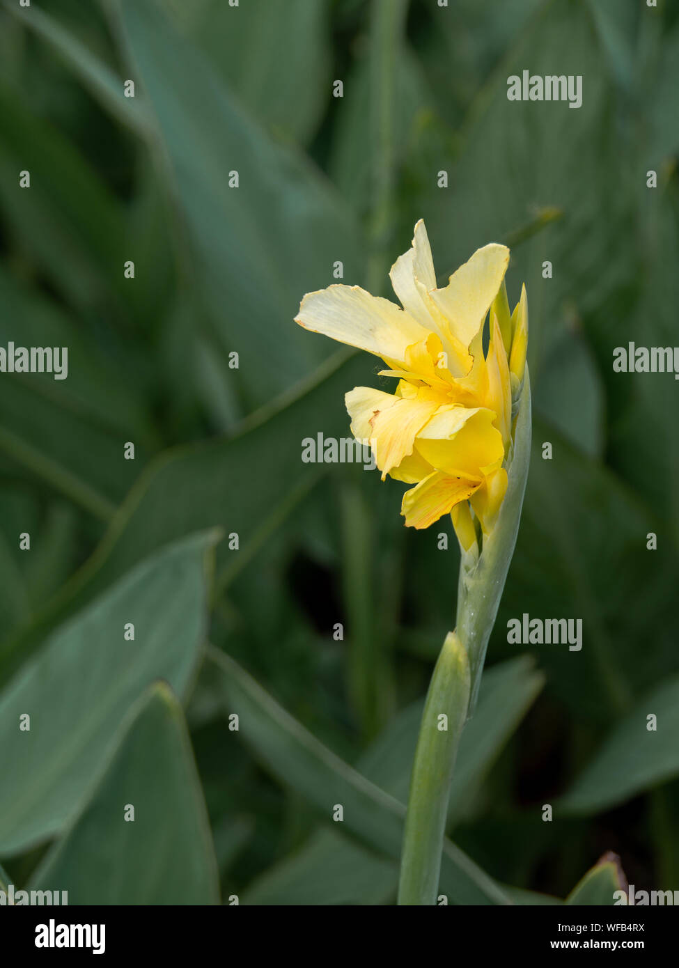 Indian shot or African arrowroot, Sierra Leone arrowroot,canna ...