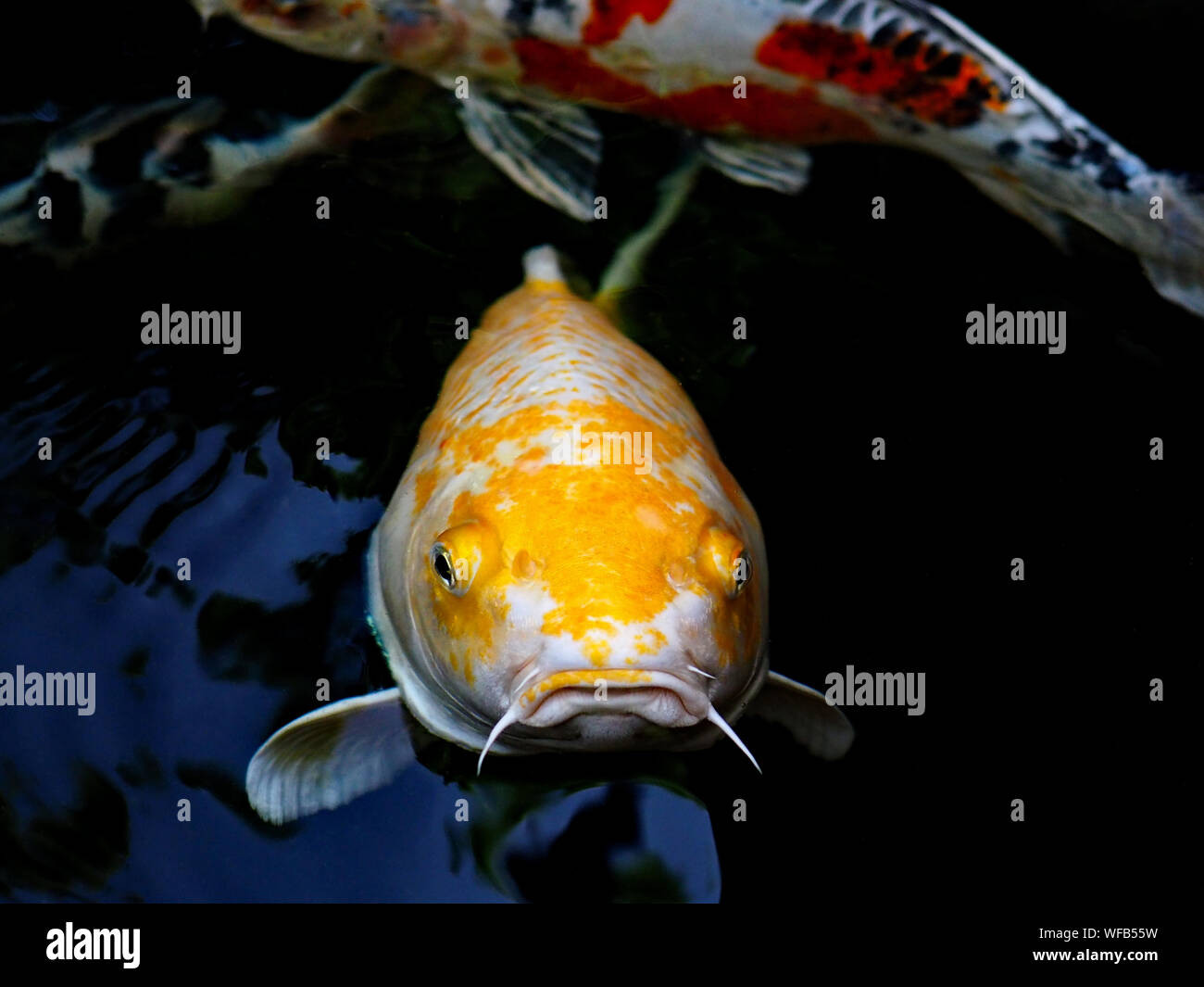 Two koi swimming hi-res stock photography and images - Alamy