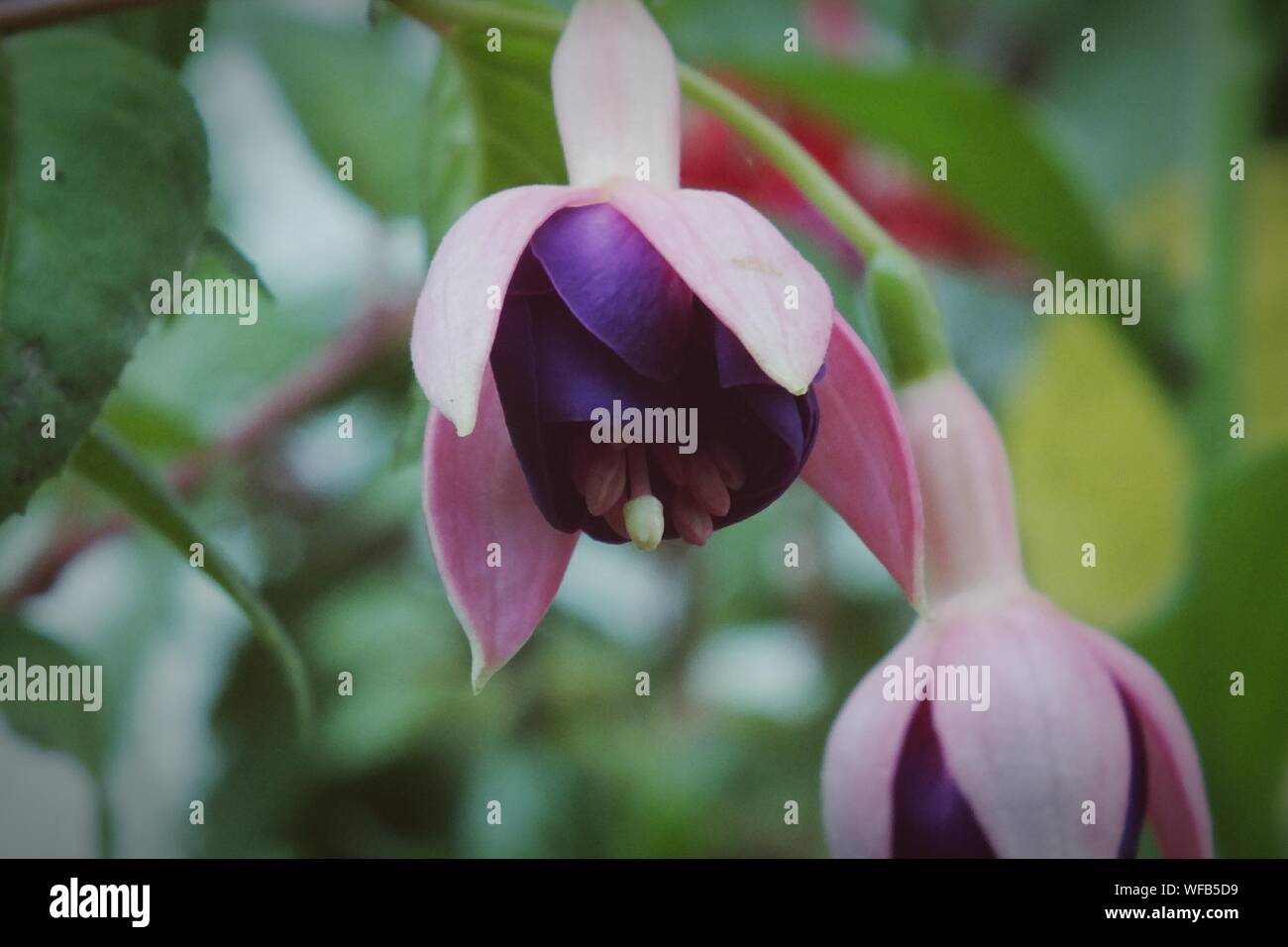 Close up of fuchsia hi-res stock photography and images - Alamy