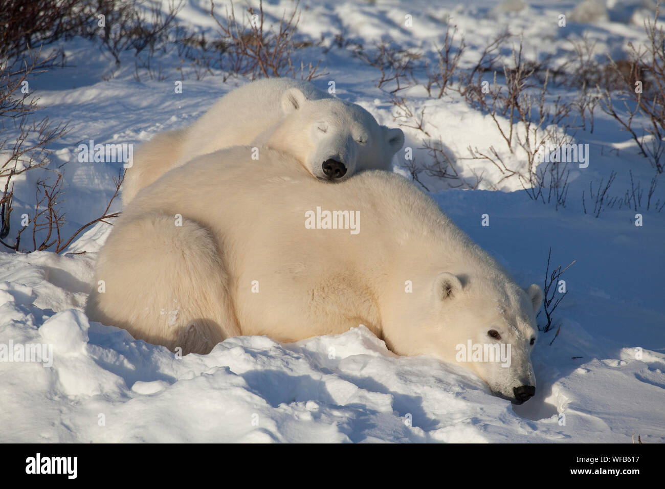 Polar bear sleeping in snow hi-res stock photography and images - Alamy