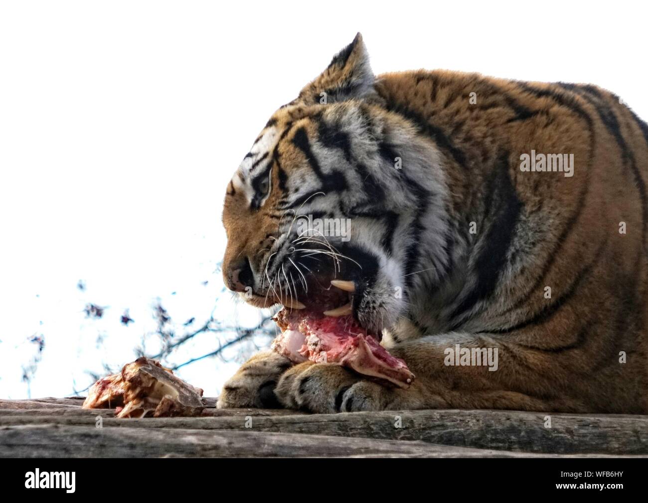 Tiger eating not shrimp hi-res stock photography and images - Alamy