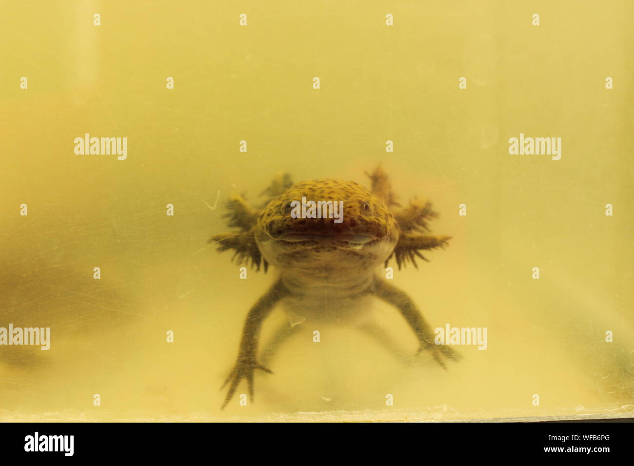 Animals axolotl hi-res stock photography and images - Alamy