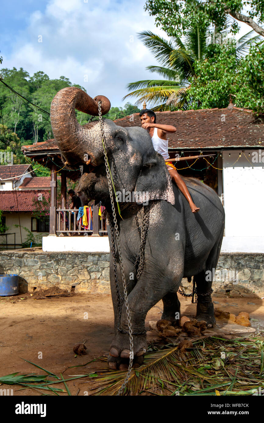 A ceremonial elephant passes its restraining chain to the mahout within ...