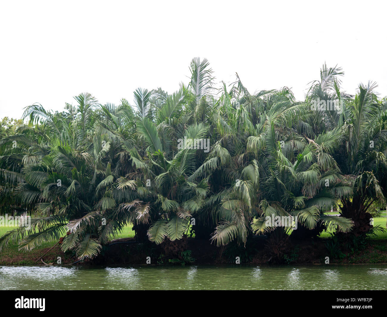 Palm trees on the waterfront, nature background Stock Photo - Alamy