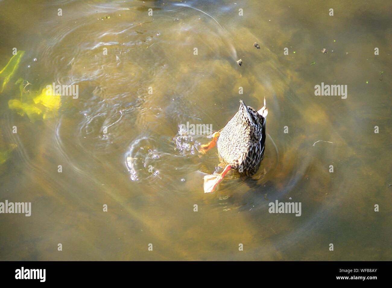 Duck upside down in water hi-res stock photography and images - Alamy