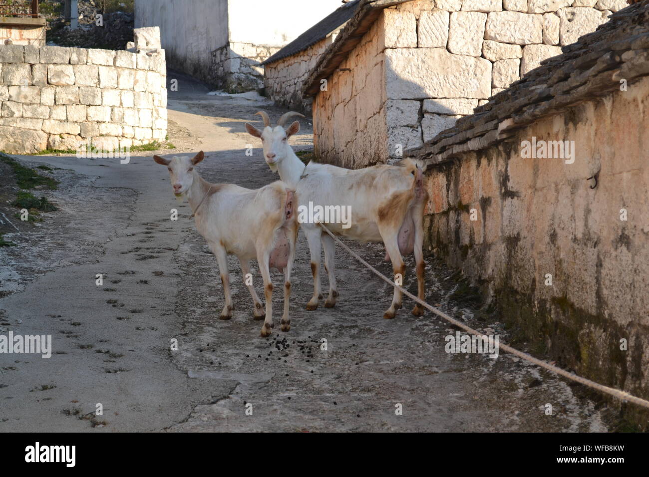 Tied goat hi-res stock photography and images - Alamy