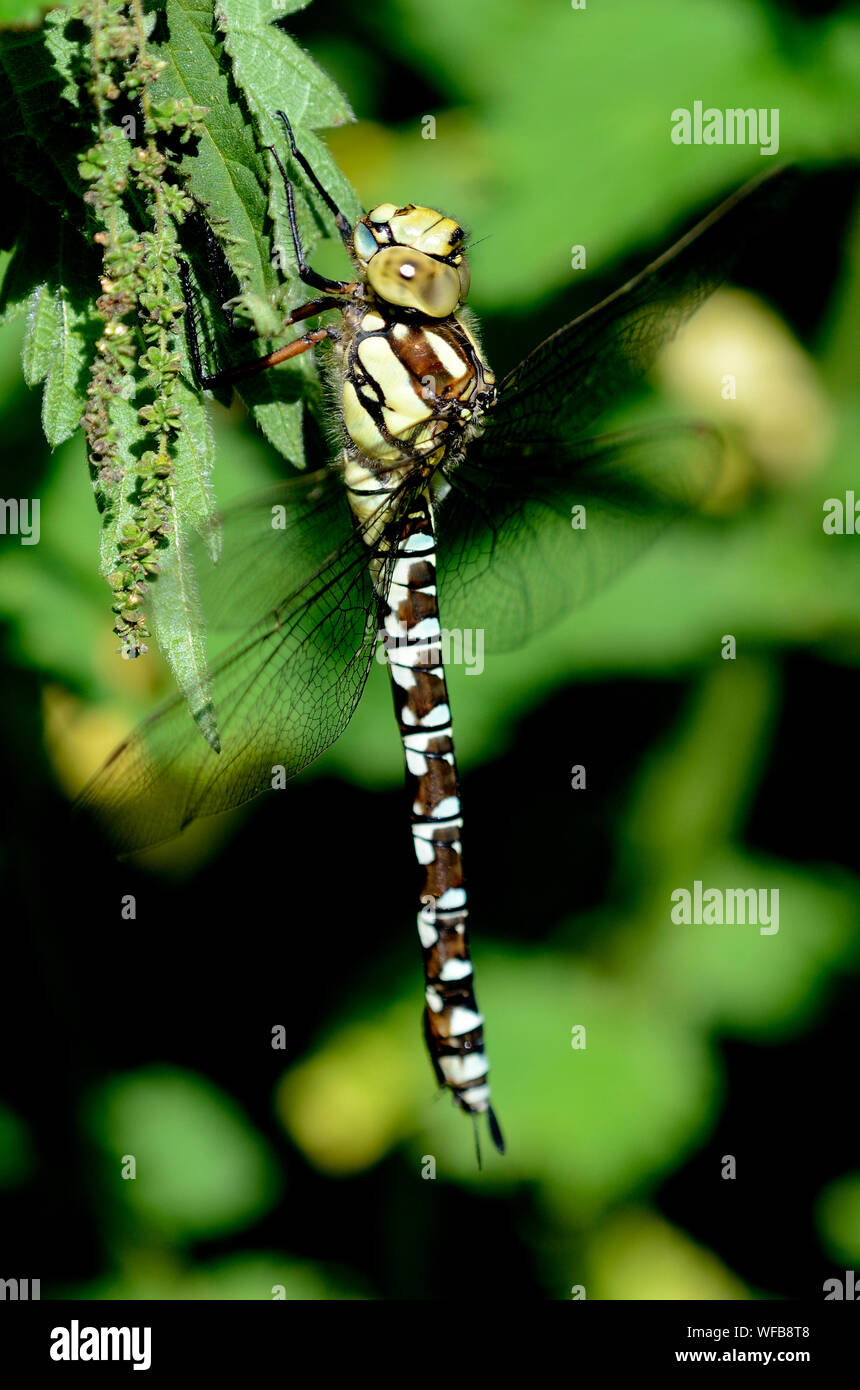 Female southern hawker hi-res stock photography and images - Alamy
