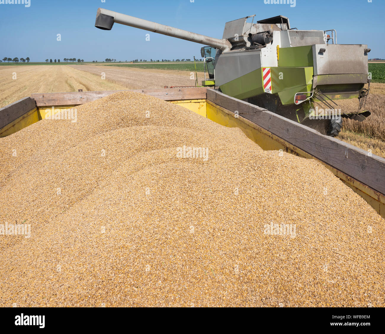 combine harvester during barley harvest in the countryside of north ...