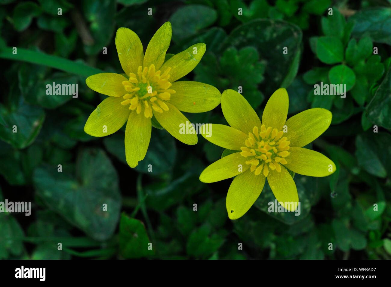 Lesser celandine in flower Stock Photo - Alamy