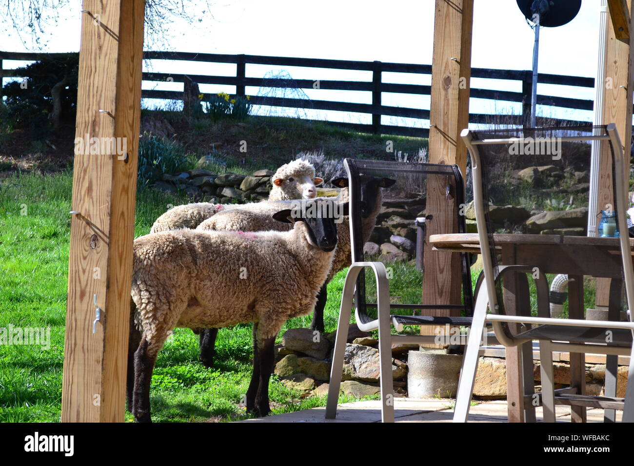 Three standing sheep hi-res stock photography and images - Alamy
