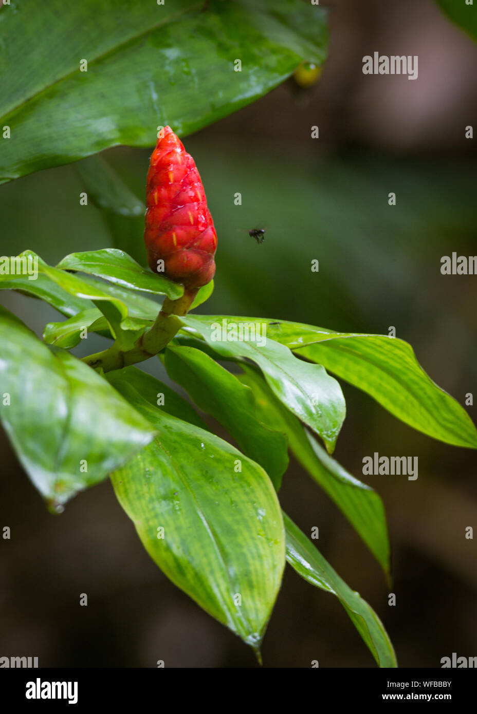 Amazon jungle flower hi-res stock photography and images - Alamy