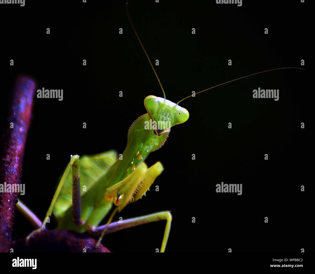 Praying at night hi-res stock photography and images - Alamy